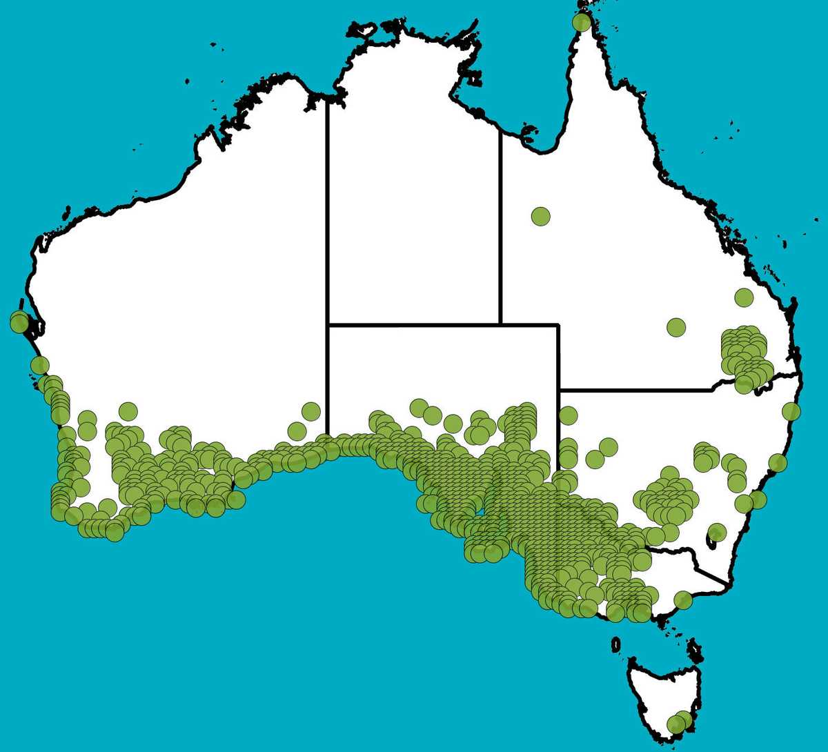 Melaleuca lanceolata "Western Tea-Tree" - Plant Profiles - Queensland ...