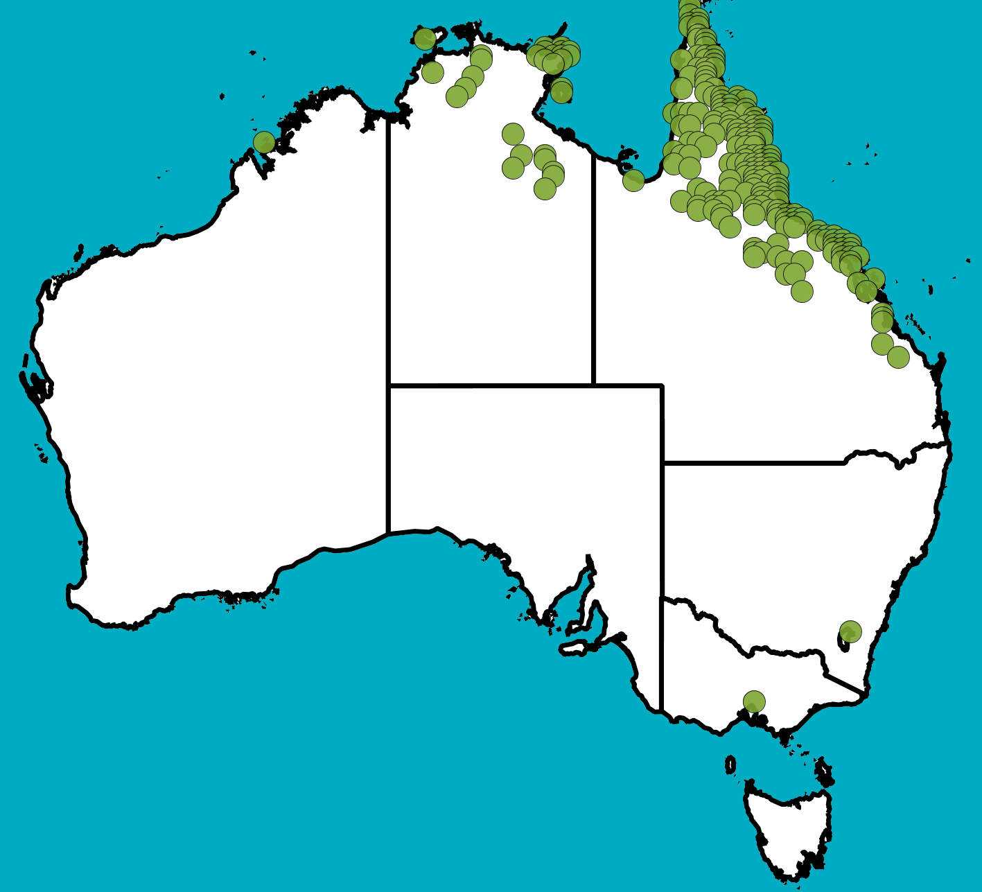 Acacia simsii "Heathlands Wattle" - Plant Profiles - Queensland Native ...
