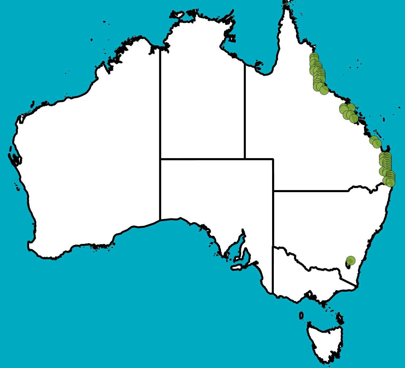 Acacia cincinnata "Coil Pod Wattle" - Plant Profiles - Queensland ...