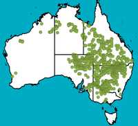 Acacia stenophylla "River Cooba" - Plant Profiles - Queensland Native Seeds